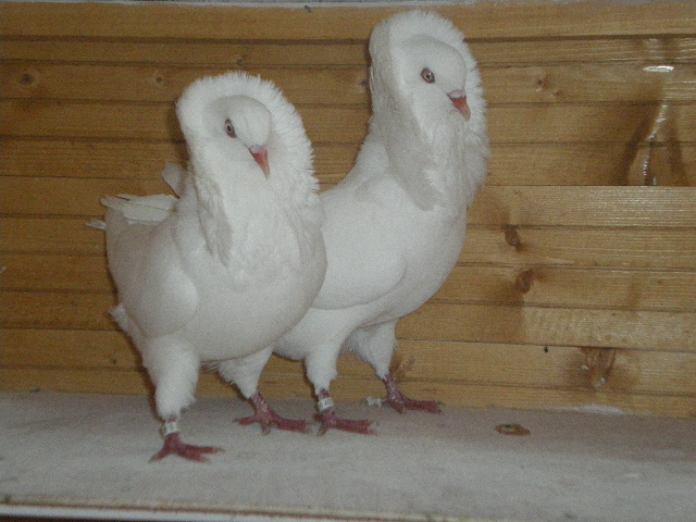 capucin hollandais blanc - CFPOI World