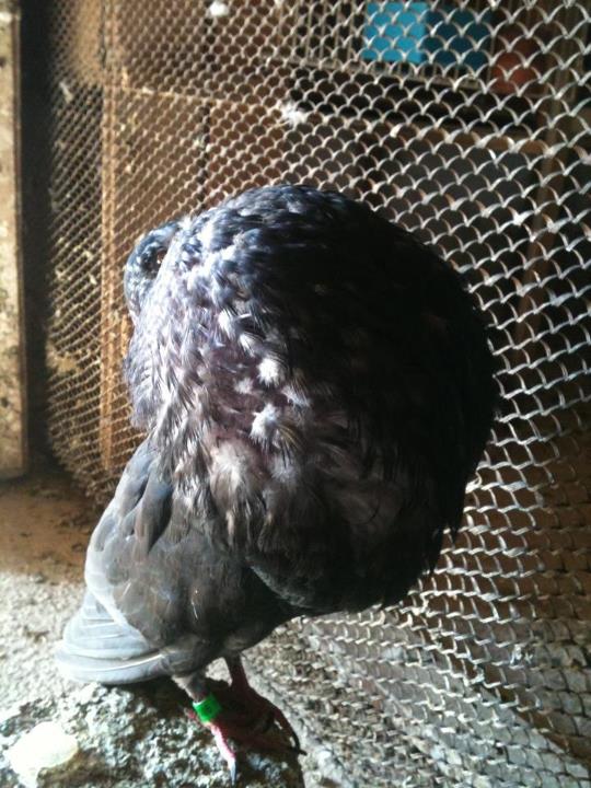 gaditano - CFPOI World