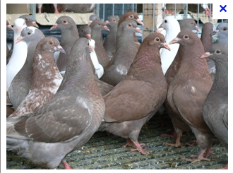Les europigeons - CFPOI World